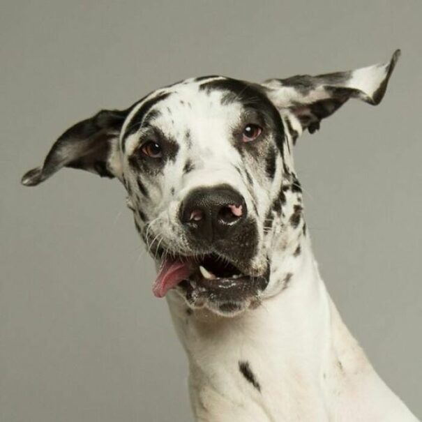 25 Hilarious Doggy Antics Expertly Framed By This Photographer | DeMilked