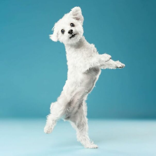 25 Hilarious Doggy Antics Expertly Framed By This Photographer | DeMilked