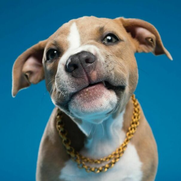 25 Hilarious Doggy Antics Expertly Framed By This Photographer | DeMilked