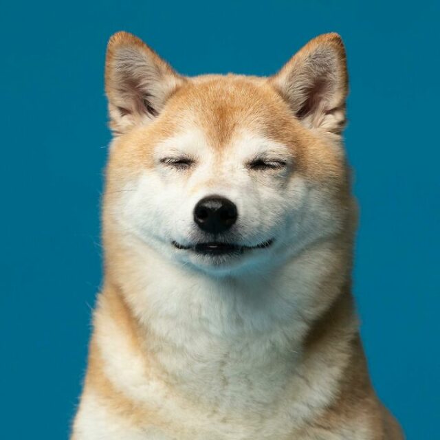 25 Hilarious Doggy Antics Expertly Framed By This Photographer | DeMilked