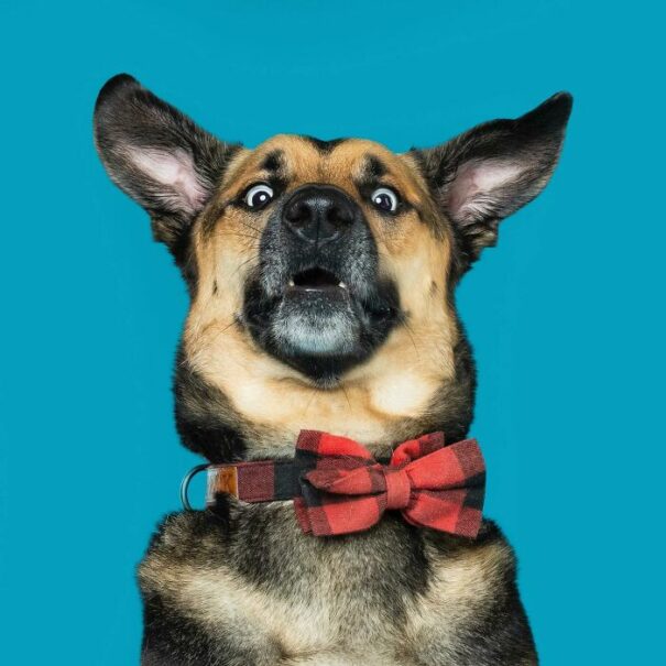 25 Hilarious Doggy Antics Expertly Framed By This Photographer | DeMilked