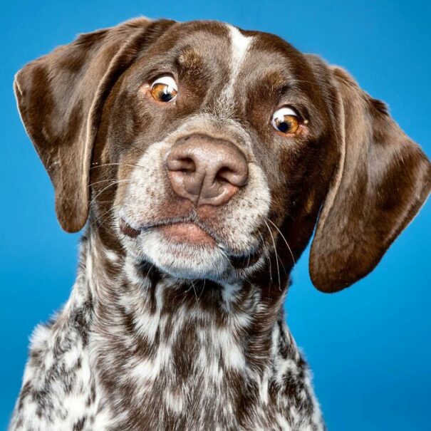 25 Hilarious Doggy Antics Expertly Framed By This Photographer | DeMilked