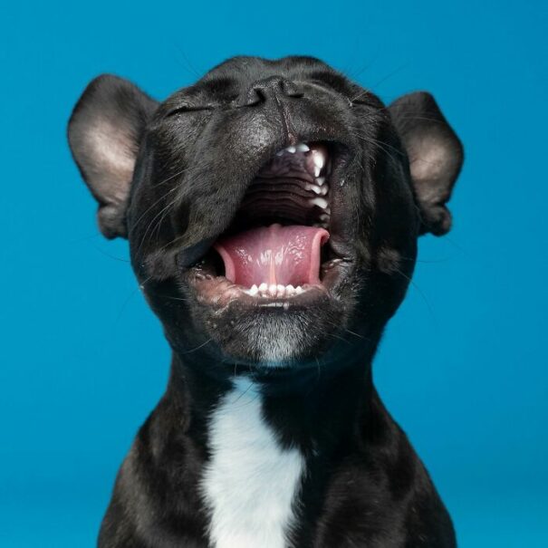 25 Hilarious Doggy Antics Expertly Framed By This Photographer | DeMilked