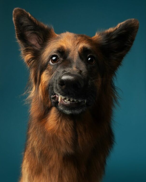 25 Hilarious Doggy Antics Expertly Framed By This Photographer | DeMilked