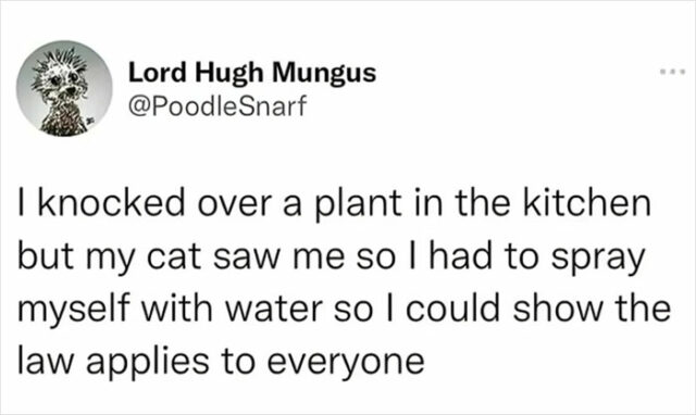 35 Adorable And Funny Posts From This Instagram Account "CatCon" | DeMilked