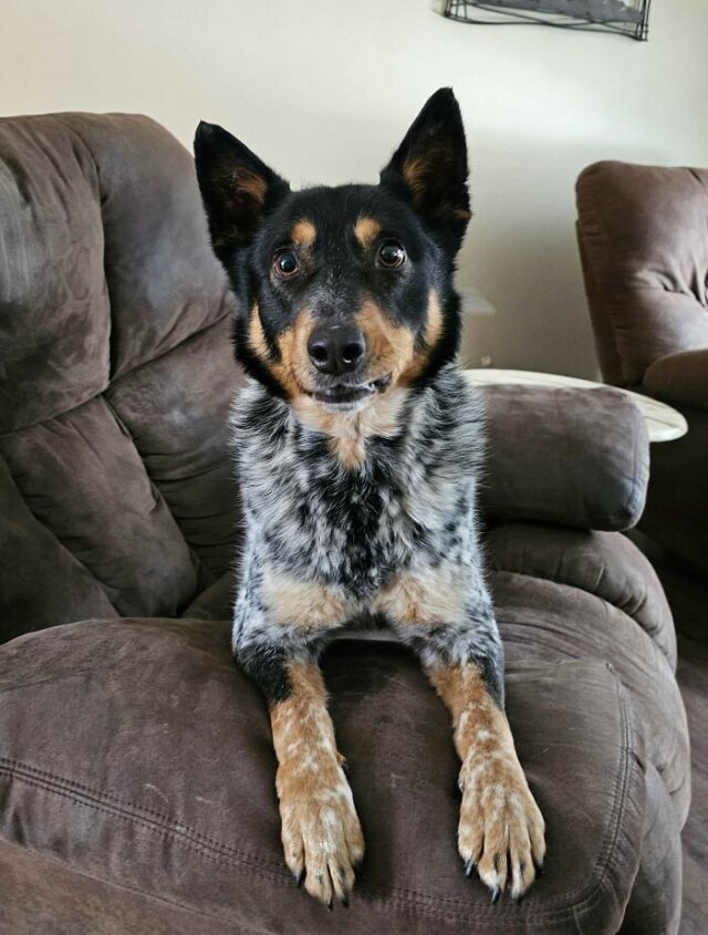 40 Heartwarming Photos Of Happily Adopted Pets | DeMilked