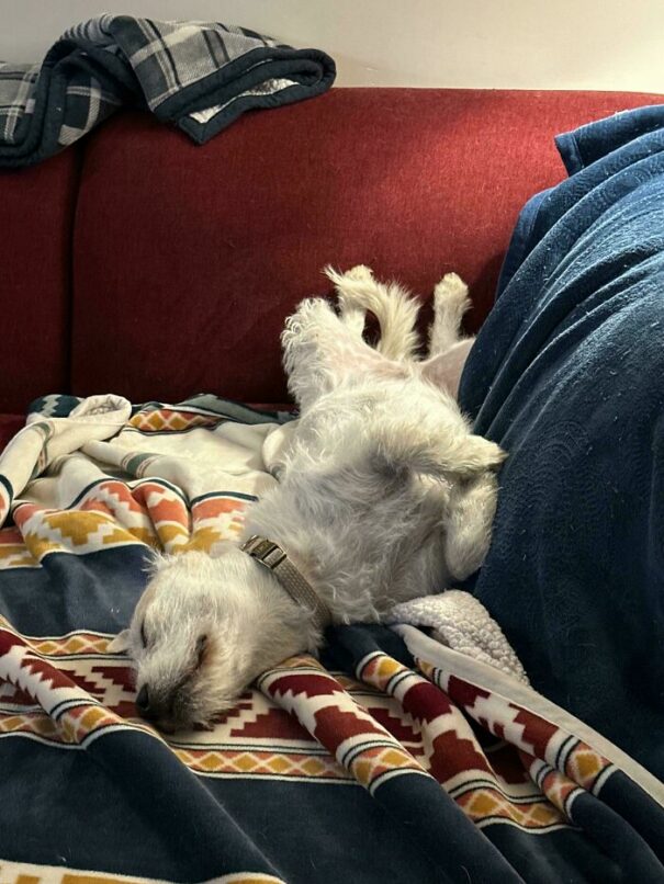 40 Heartwarming Photos Of Happily Adopted Pets | DeMilked