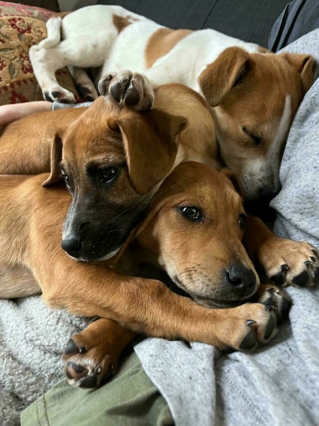 40 Heartwarming Photos Of Happily Adopted Pets | DeMilked