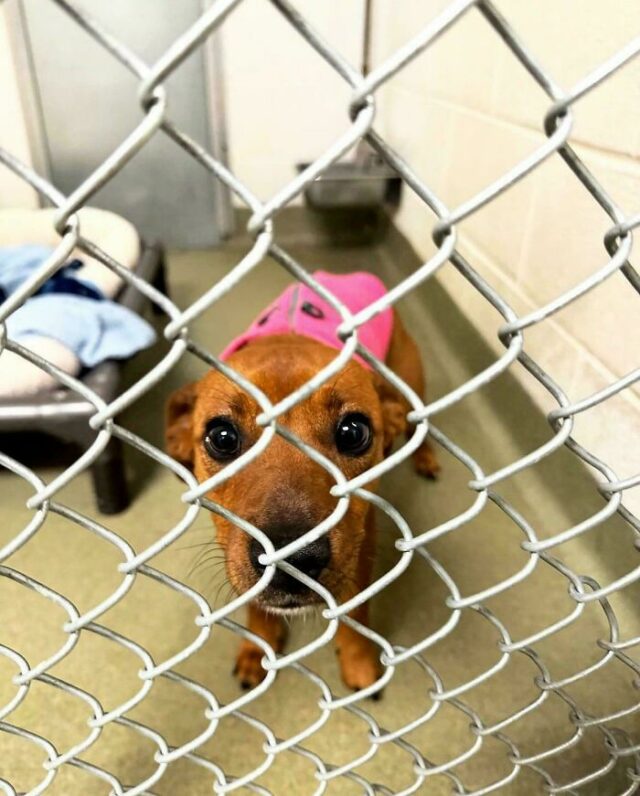 40 Heartwarming Photos Of Happily Adopted Pets | DeMilked