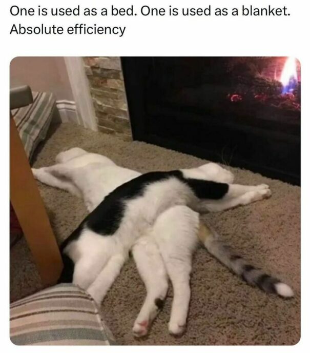 40 Of The Best Memes Found On The Meme.IG Page | DeMilked