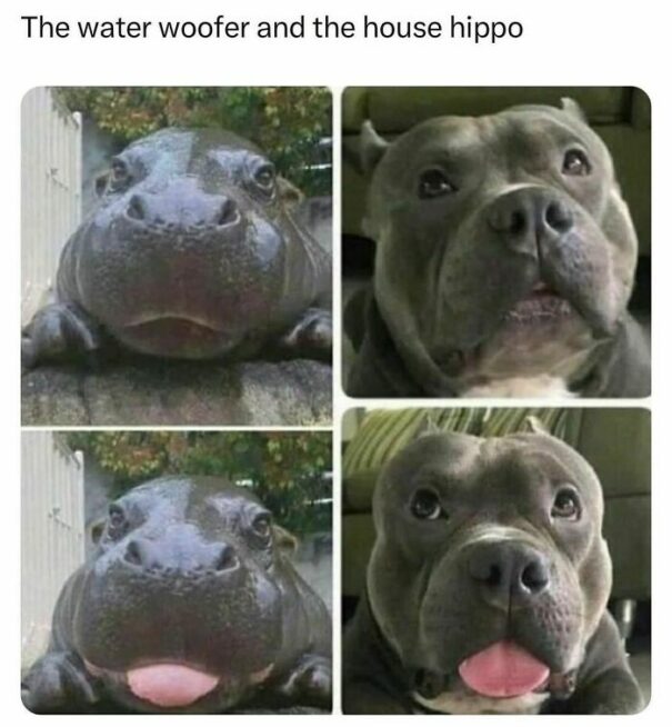 40 Of The Best Memes Found On The Meme.IG Page | DeMilked