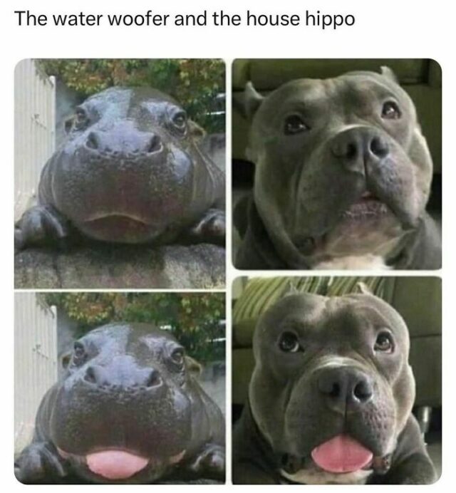 40 Of The Best Memes Found On The Meme.IG Page | DeMilked