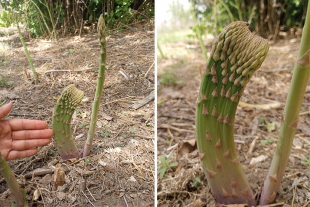 40 ‘Mutant’ Plants That Could Feature In A Nightmare Or Monster Movie ...