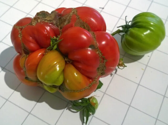 40 ‘Mutant’ Plants That Could Feature In A Nightmare Or Monster Movie ...