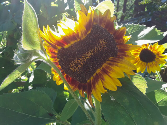 40 ‘Mutant’ Plants That Could Feature In A Nightmare Or Monster Movie ...