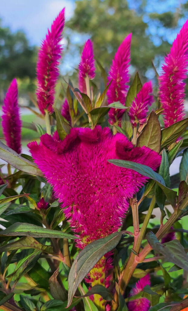 40 ‘Mutant’ Plants That Could Feature In A Nightmare Or Monster Movie ...