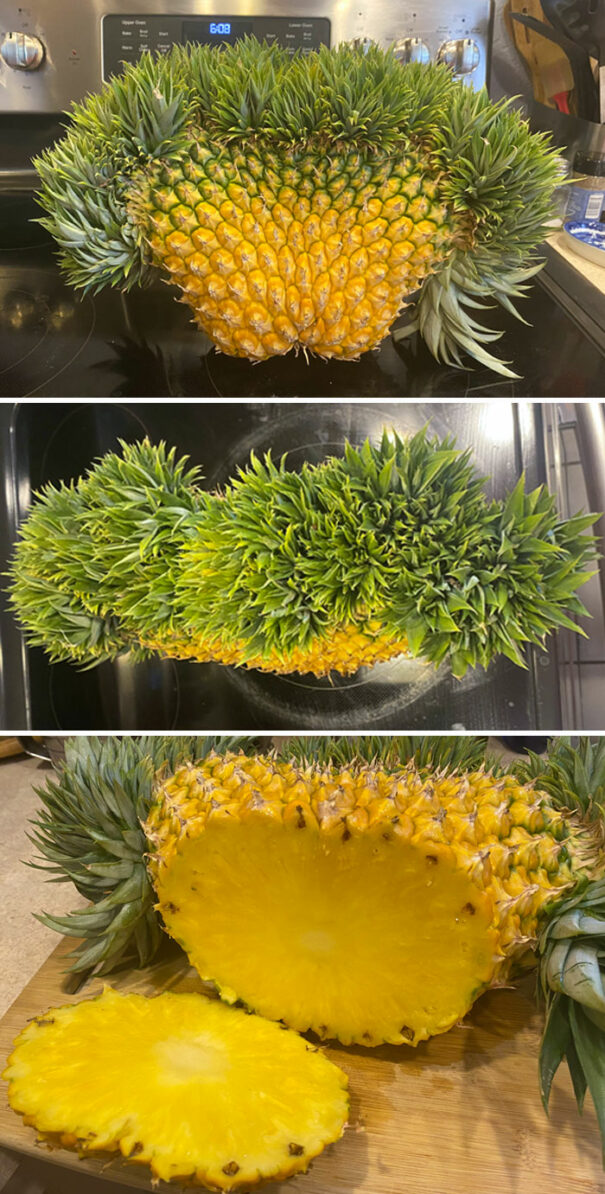 40 ‘Mutant’ Plants That Could Feature In A Nightmare Or Monster Movie ...