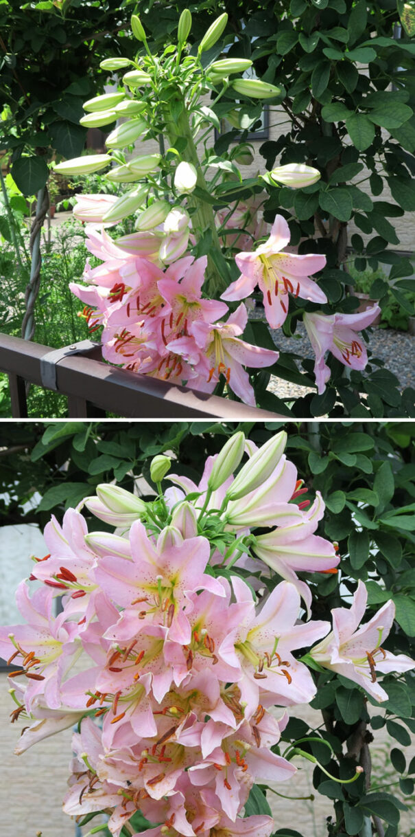 40 ‘Mutant’ Plants That Could Feature In A Nightmare Or Monster Movie ...