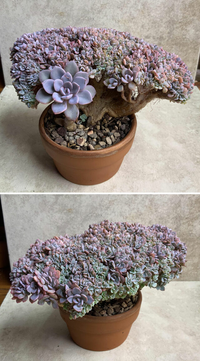 40 ‘Mutant’ Plants That Could Feature In A Nightmare Or Monster Movie ...
