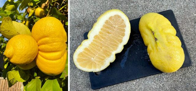 40 ‘Mutant’ Plants That Could Feature In A Nightmare Or Monster Movie ...