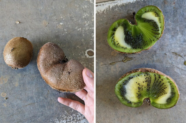 40 ‘Mutant’ Plants That Could Feature In A Nightmare Or Monster Movie ...