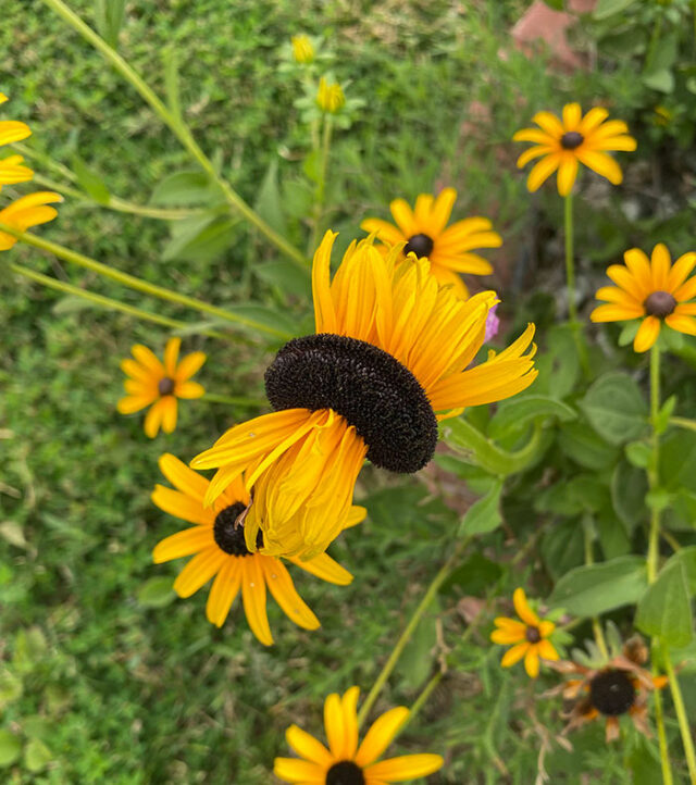 40 ‘Mutant’ Plants That Could Feature In A Nightmare Or Monster Movie ...