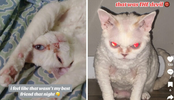 "It Wasn't My Best Friend, It Was The Devil: 25 Of The Funniest Pet ...