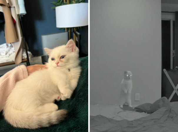 "It Wasn't My Best Friend, It Was The Devil: 25 Of The Funniest Pet Transformation Photos | DeMilked