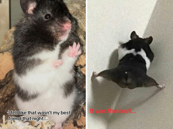 "It Wasn't My Best Friend, It Was The Devil: 25 Of The Funniest Pet ...