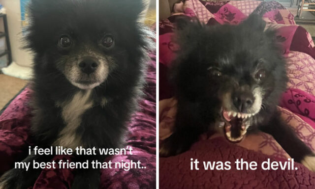 "It Wasn't My Best Friend, It Was The Devil: 25 Of The Funniest Pet ...