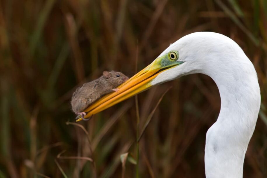 20 Amazing Winning Photographs From The Nature Photography Contest 2023 ...