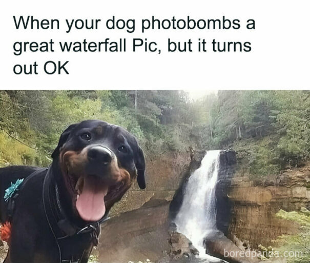 35 Times Animals Became Internet Comedy Stars | DeMilked