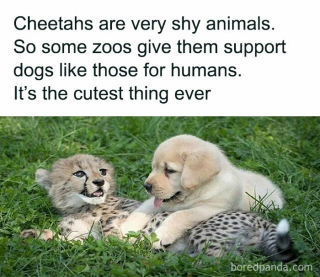 35 Times Animals Became Internet Comedy Stars | DeMilked