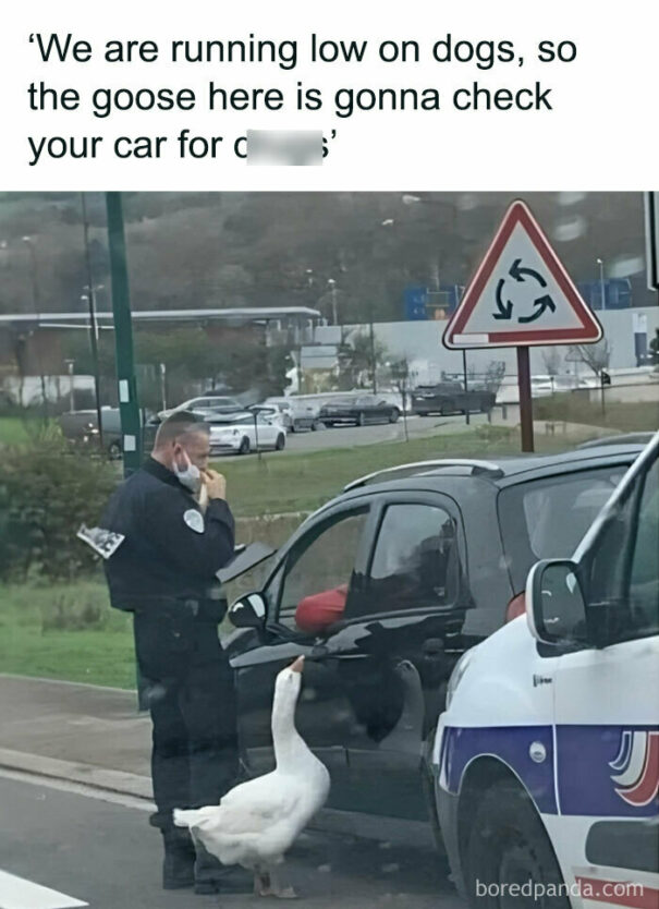 35 Times Animals Became Internet Comedy Stars | DeMilked