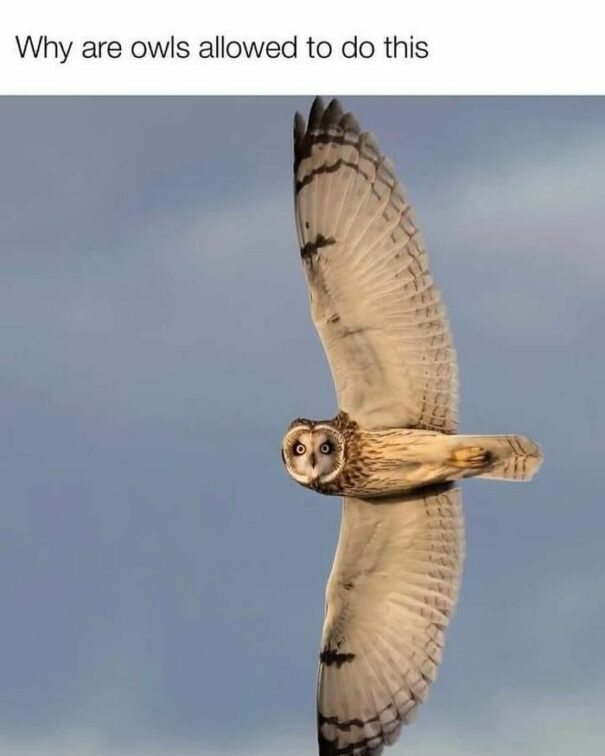 35 Times Animals Became Internet Comedy Stars | DeMilked