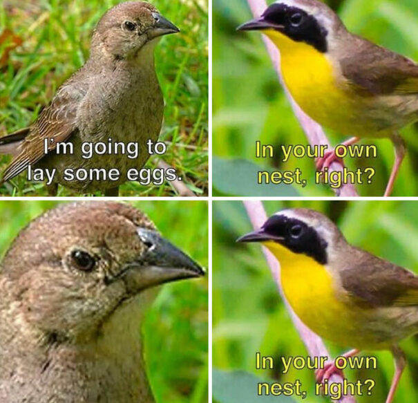 25 Of The Funniest “Birding Memes” Found On A Dedicated Meme Page ...