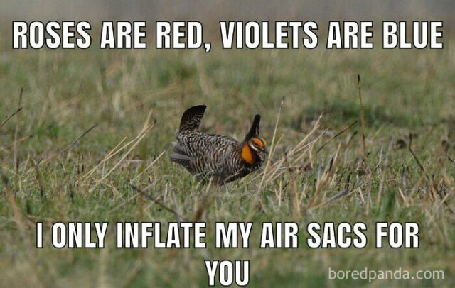 25 Of The Funniest “Birding Memes” Found On A Dedicated Meme Page ...