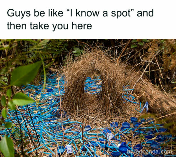 25 Of The Funniest “Birding Memes” Found On A Dedicated Meme Page ...