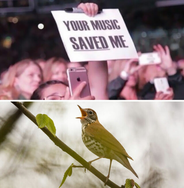 25 Of The Funniest “Birding Memes” Found On A Dedicated Meme Page ...