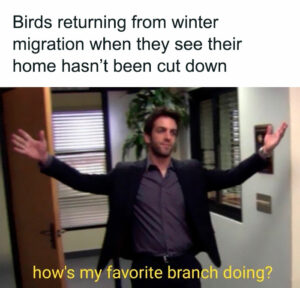25 Of The Funniest “Birding Memes” Found On A Dedicated Meme Page ...