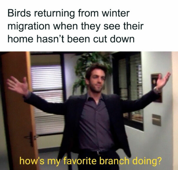 25 Of The Funniest “Birding Memes” Found On A Dedicated Meme Page ...