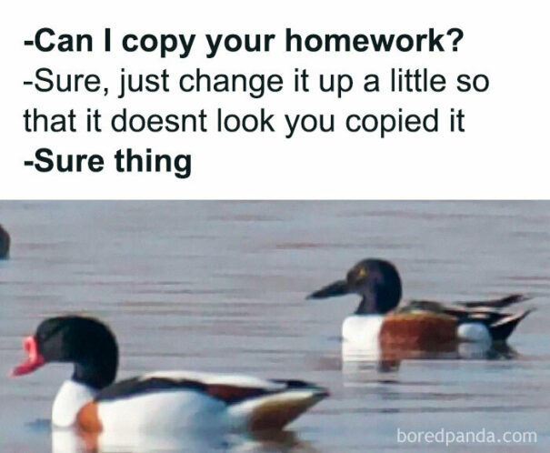 25 Of The Funniest “Birding Memes” Found On A Dedicated Meme Page ...