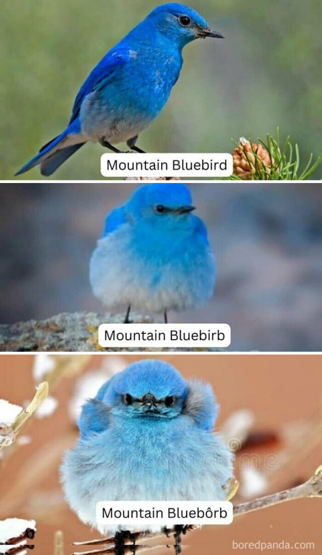 25 Of The Funniest “Birding Memes” Found On A Dedicated Meme Page ...