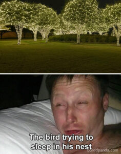 25 Of The Funniest “Birding Memes” Found On A Dedicated Meme Page ...