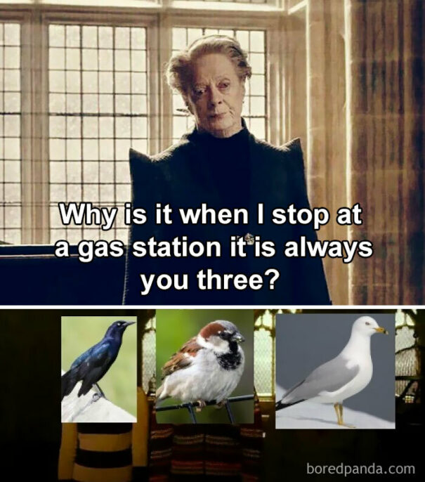 25 Of The Funniest “Birding Memes” Found On A Dedicated Meme Page ...