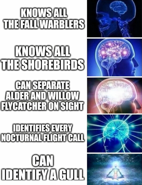 25 Of The Funniest “Birding Memes” Found On A Dedicated Meme Page ...