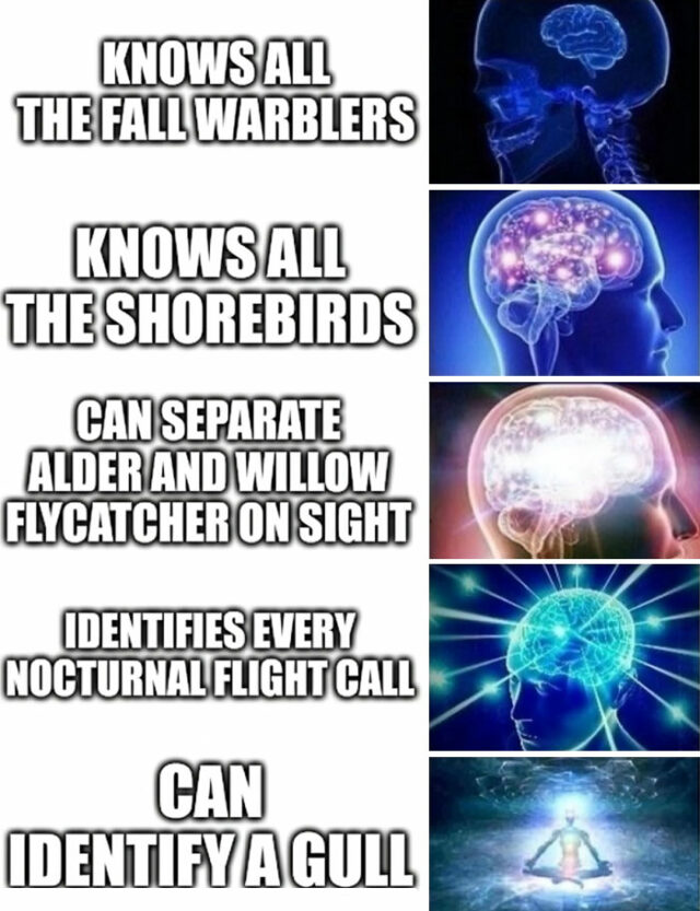 25 Of The Funniest “Birding Memes” Found On A Dedicated Meme Page ...