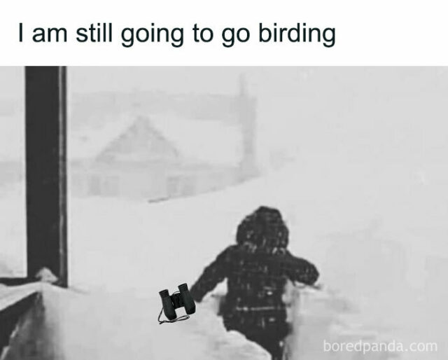 25 Of The Funniest “Birding Memes” Found On A Dedicated Meme Page ...