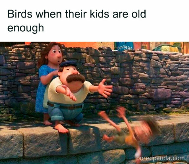 25 Of The Funniest “Birding Memes” Found On A Dedicated Meme Page ...