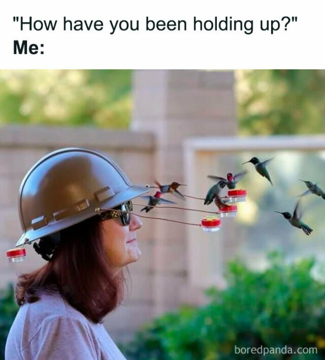 25 Of The Funniest “Birding Memes” Found On A Dedicated Meme Page ...